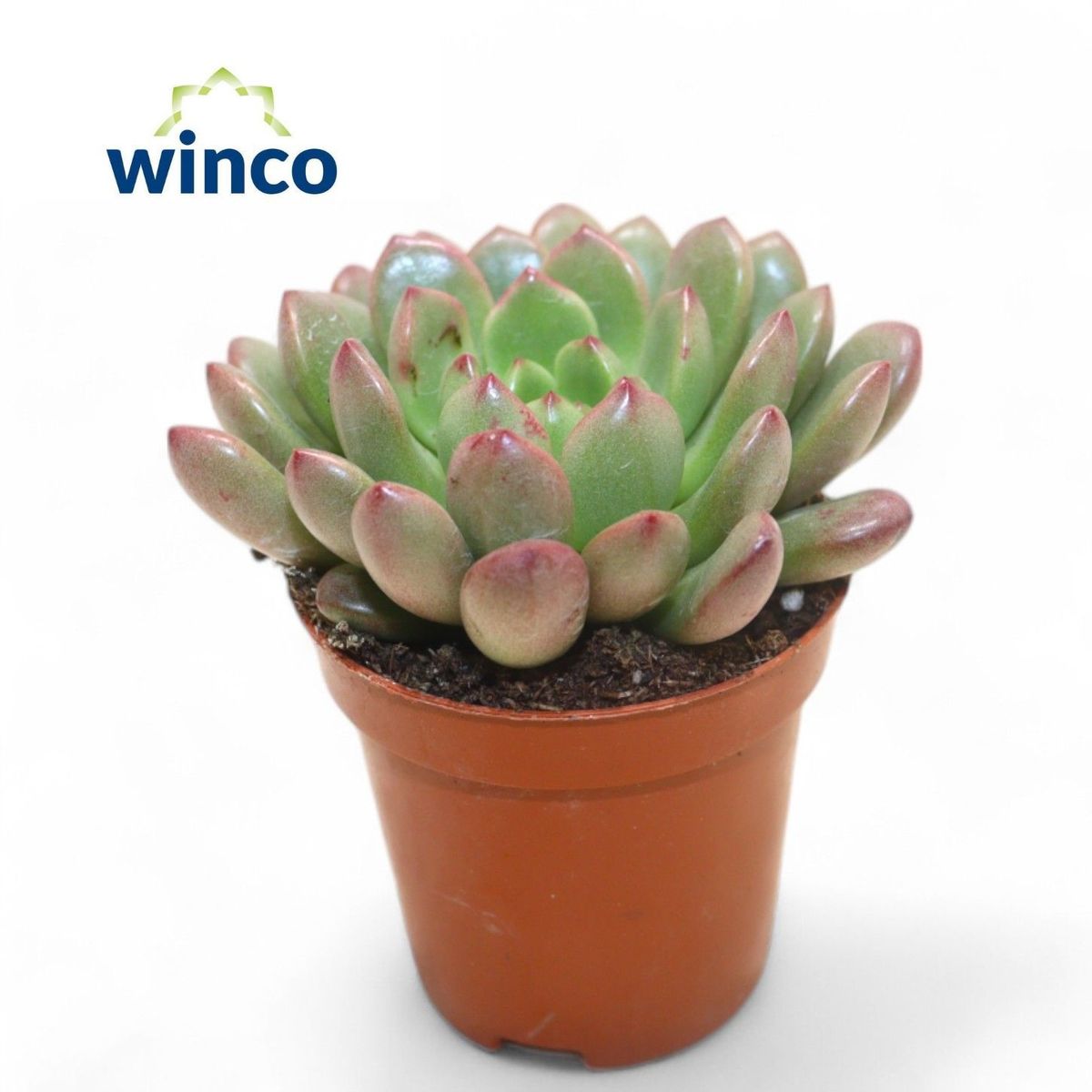 x Graptoveria 'Bashful' — Plant Wholesale FlorAccess