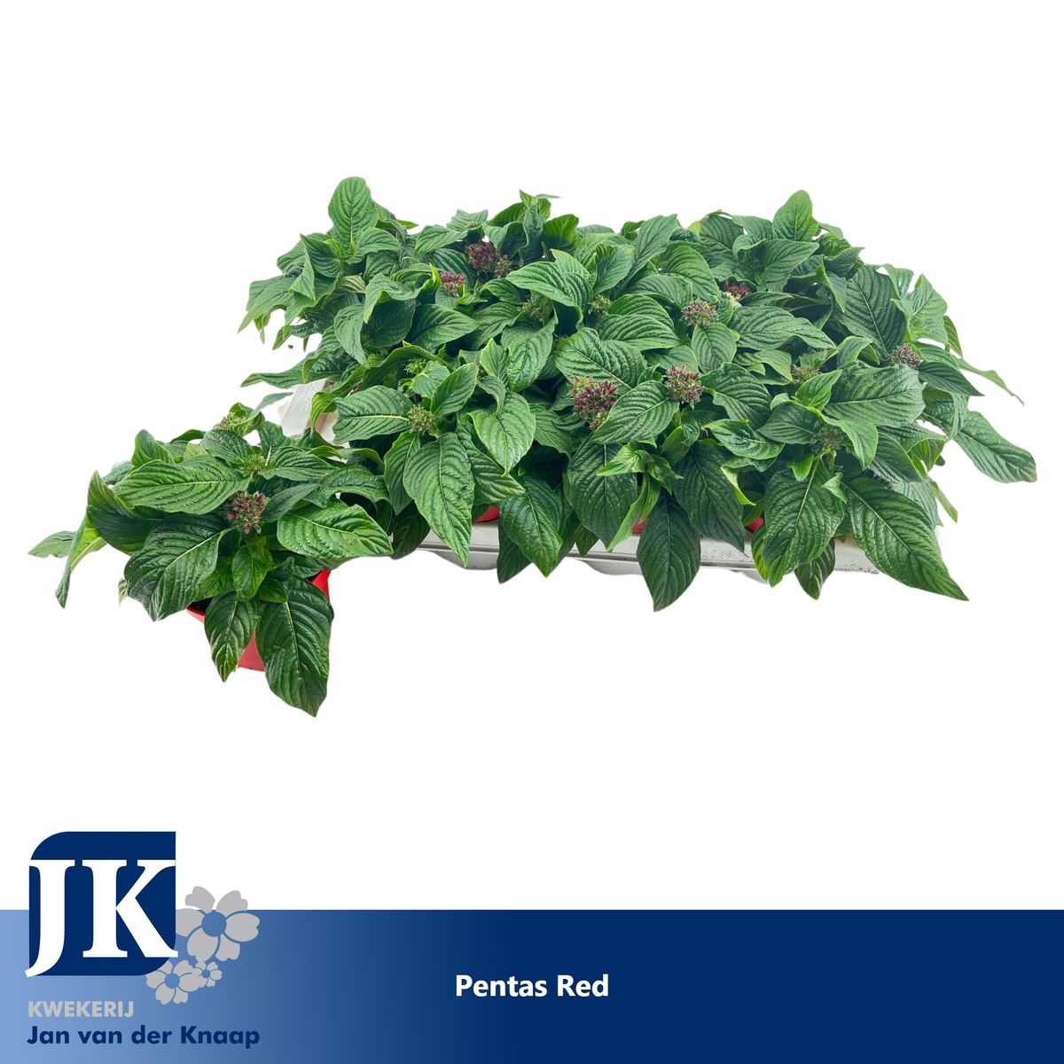 Pentas lanceolata 'Graffiti Lipstick' — Mayorista de plantas FlorAccess