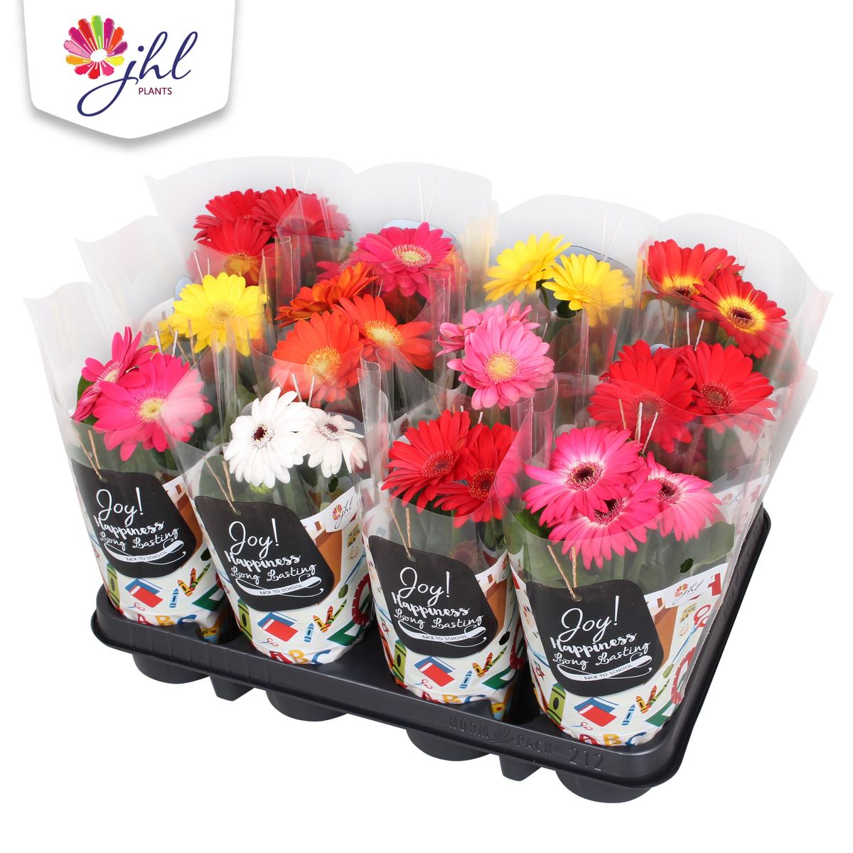 Gerbera MIX — Plant Wholesale FlorAccess