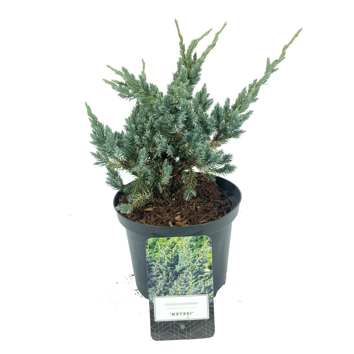 Juniperus squamata 'Meyeri' — Pflanzengroßhandel FlorAccess