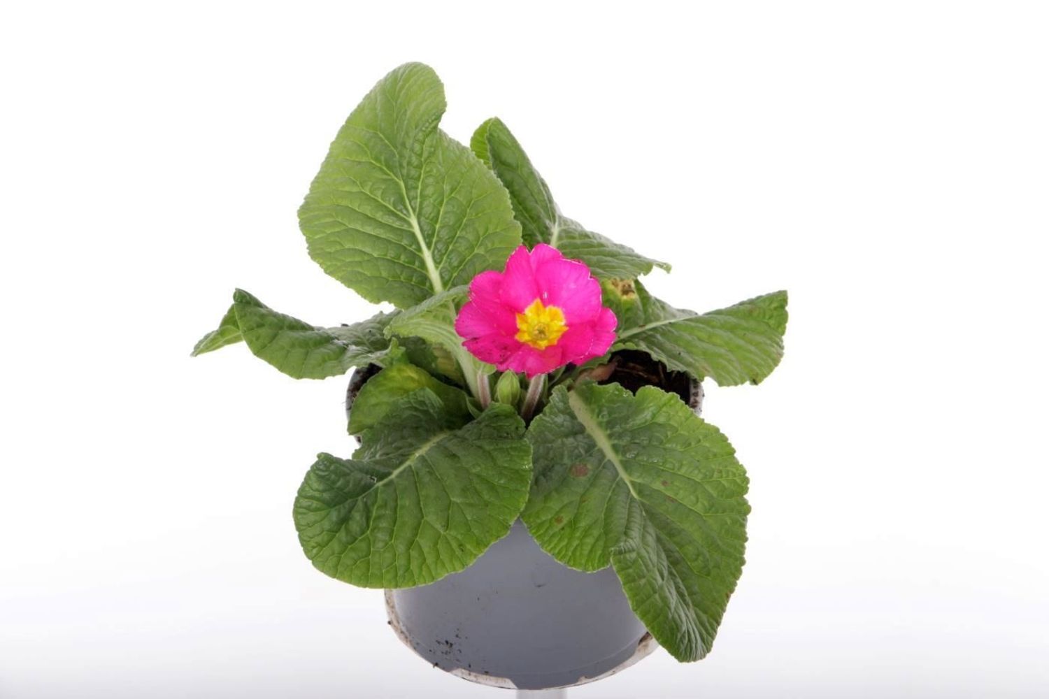 Primula 'Salome Rose' — Plant Wholesale FlorAccess