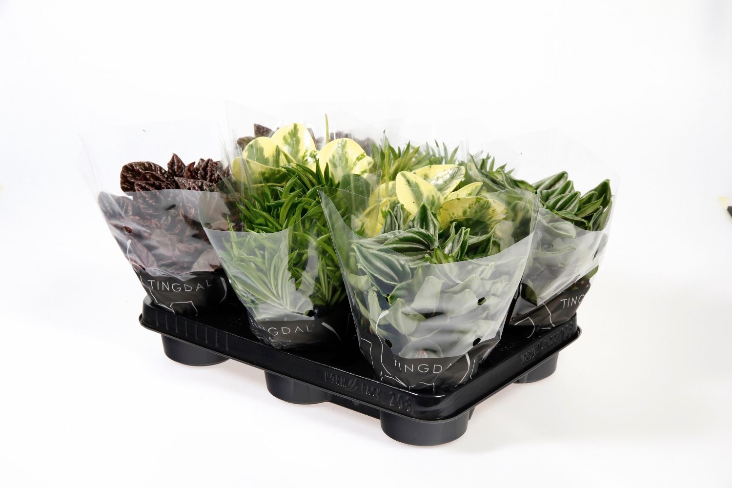 Peperomia MIX — Plant Wholesale FlorAccess