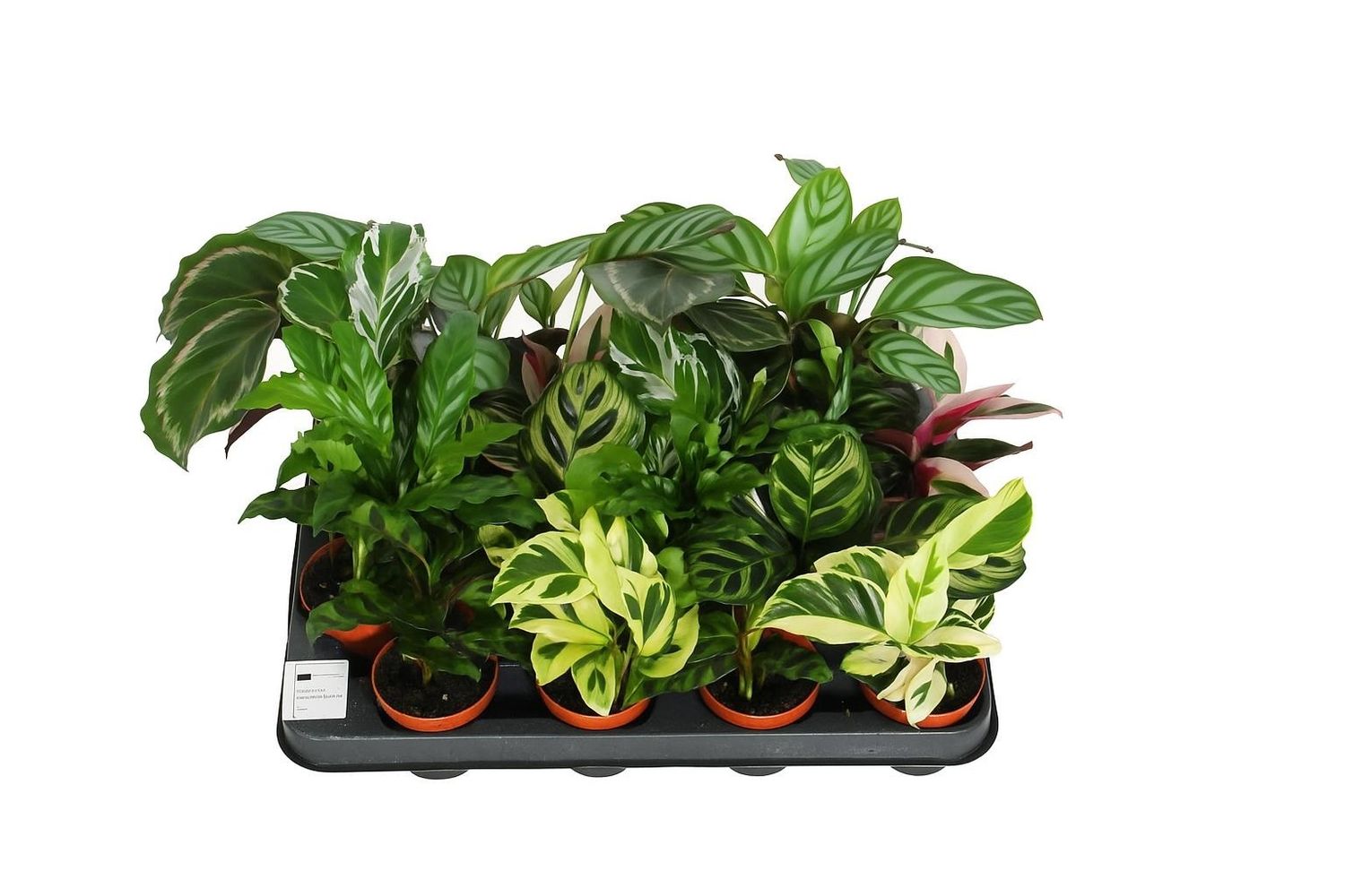Calathea MIX — Plant Wholesale FlorAccess