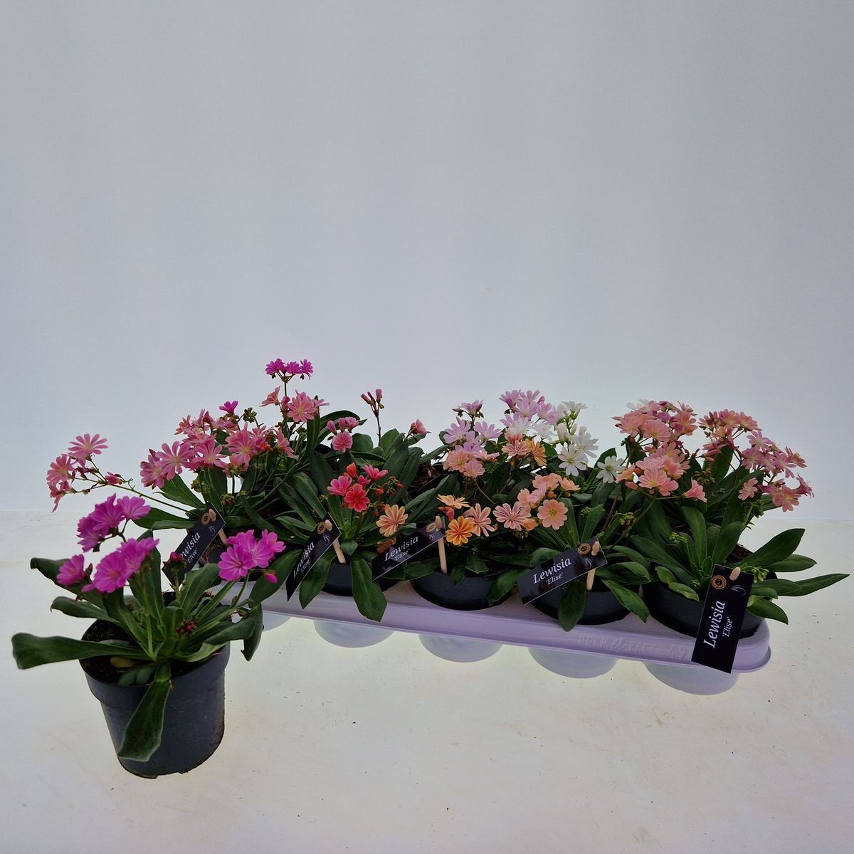 Lewisia cotyledon ELISE MIX — Plant Wholesale FlorAccess