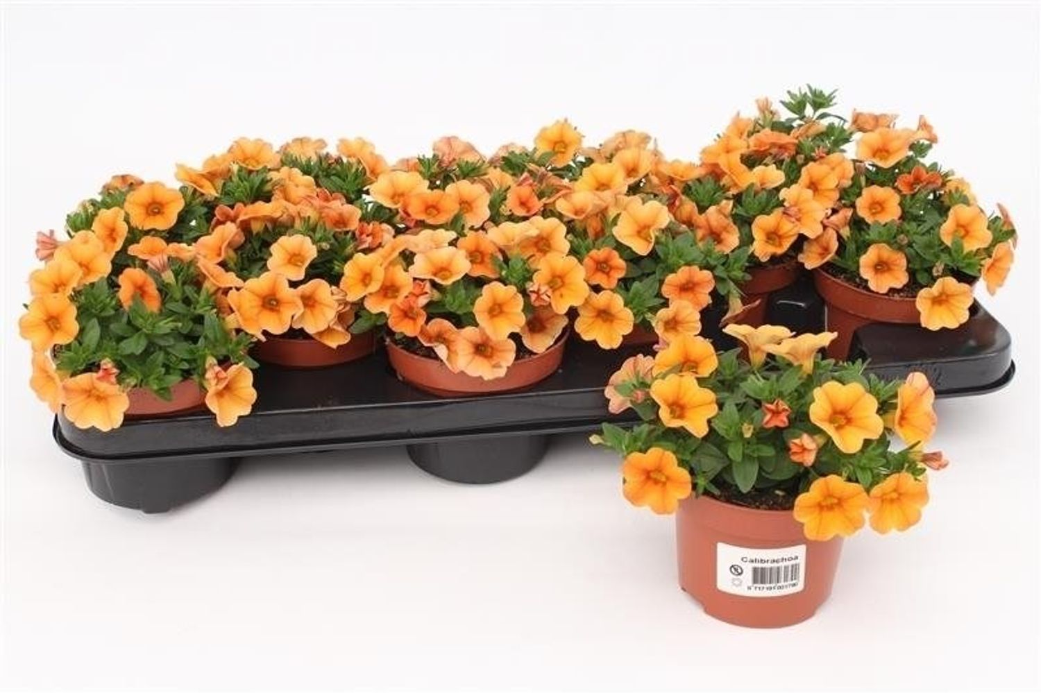Calibrachoa MINIFAMOUS ORANGE — Plant Wholesale FlorAccess
