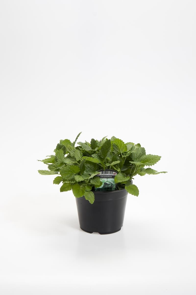 Melissa officinalis — Plant Wholesale FlorAccess