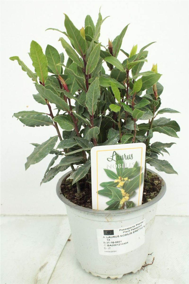 Laurus nobilis — Рослини оптом FlorAccess