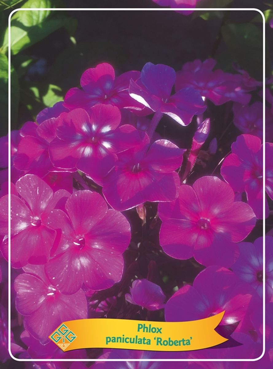 Phlox 'Roberta' — Plant Wholesale FlorAccess