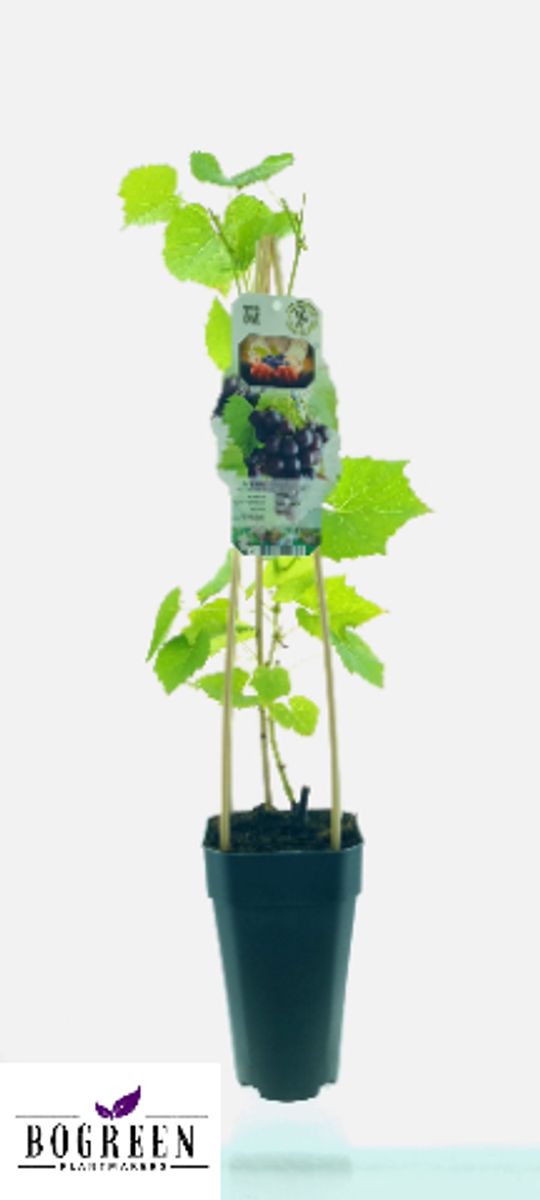 Vitis 'Mika' — Plant Wholesale FlorAccess