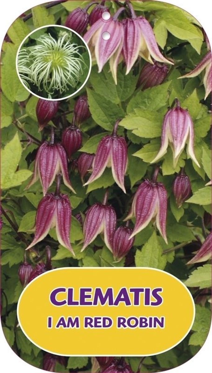 Clematis I AM RED ROBIN (A) — Plant Wholesale FlorAccess