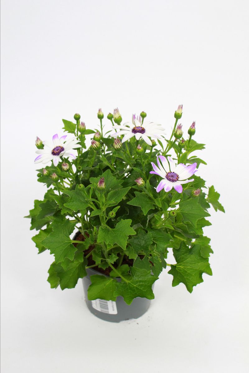 Pericallis SENETTI PINK BICOLOR — Plant Wholesale FlorAccess