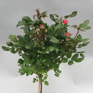Rosa MIX — Plant Wholesale FlorAccess