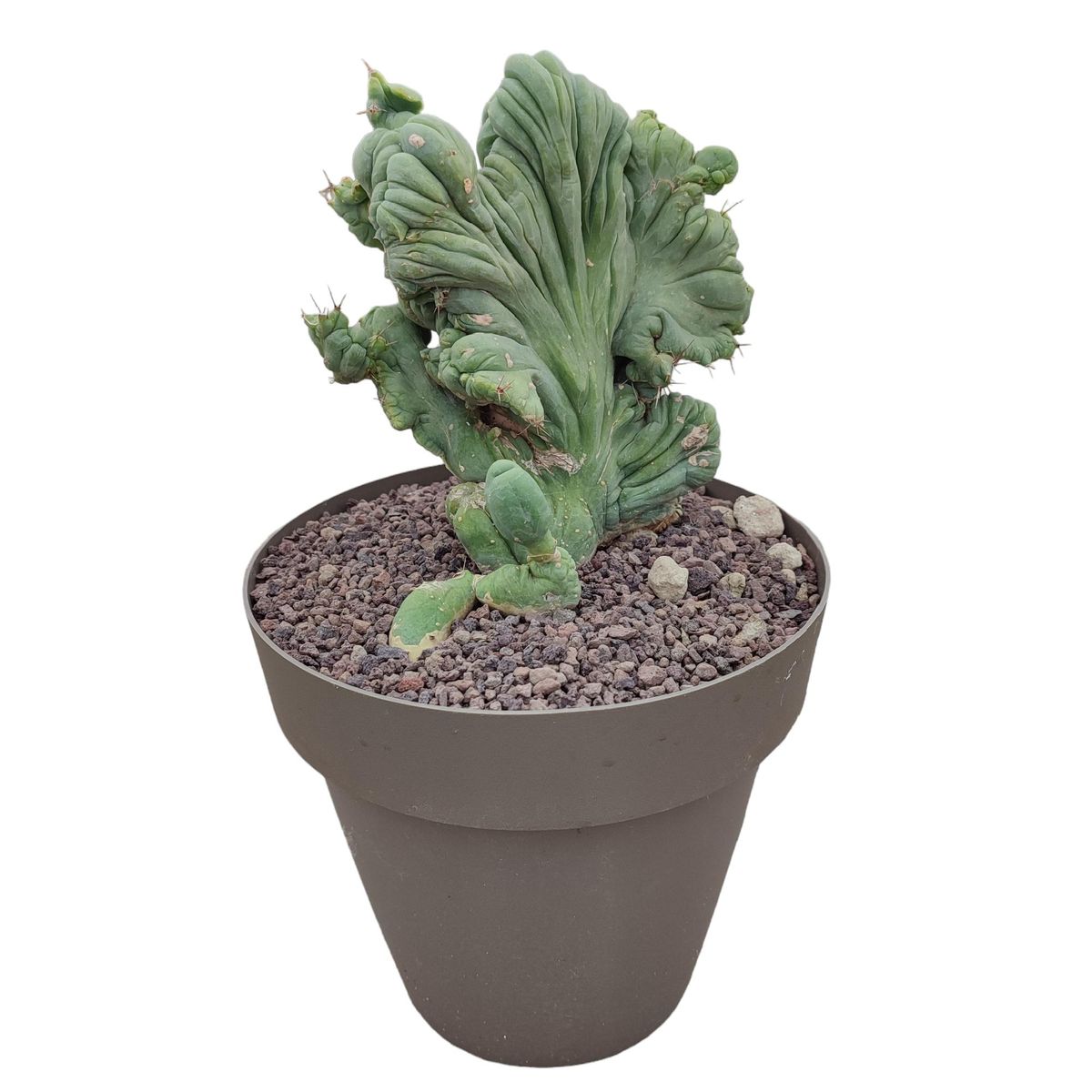 Trichocereus bridgesii monstruosus cristatus — Plant Wholesale FlorAccess