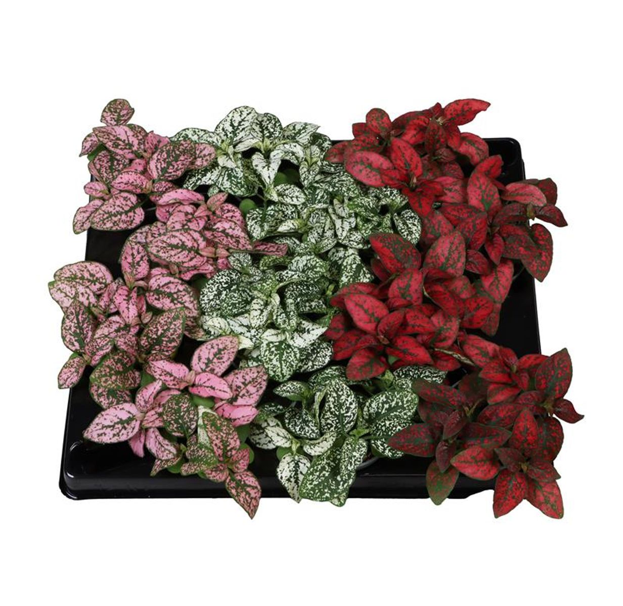 Hypoestes phyllostachya MIX — Plant Wholesale FlorAccess