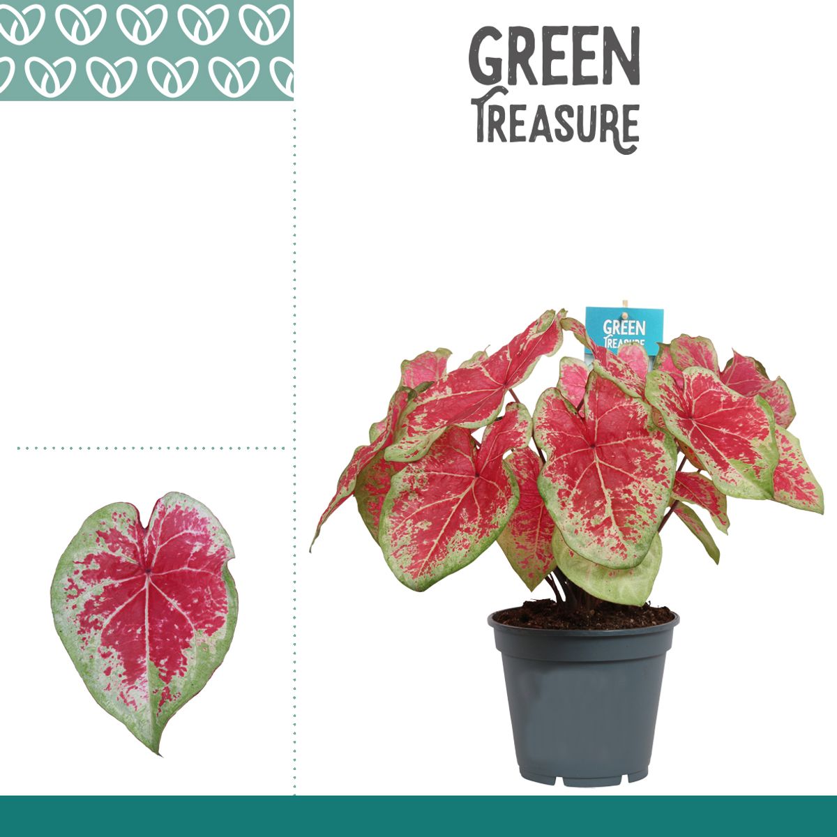 Caladium 'Raspberry Moon' — Toptan Bitki Satışı FlorAccess