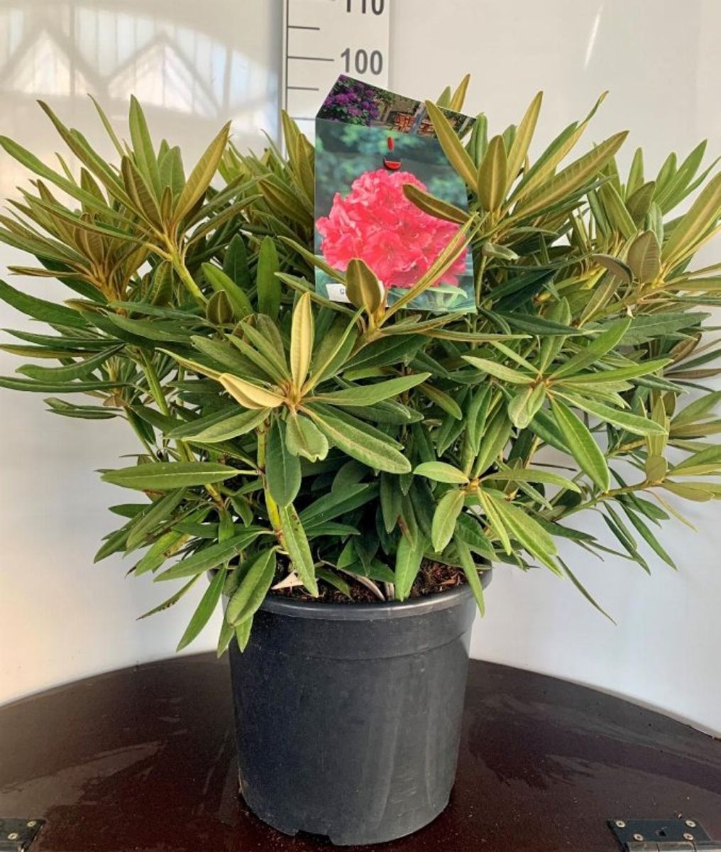 Rhododendron 'Ana' — Plant Wholesale FlorAccess