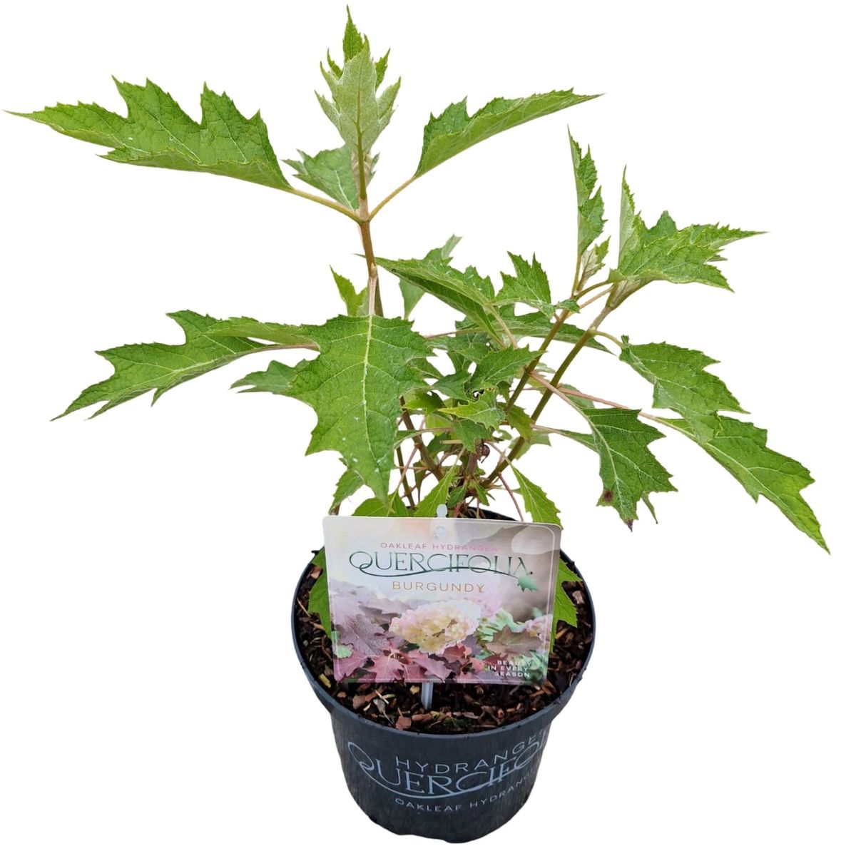 Hydrangea quercifolia 'Burgundy' — Plant Wholesale FlorAccess