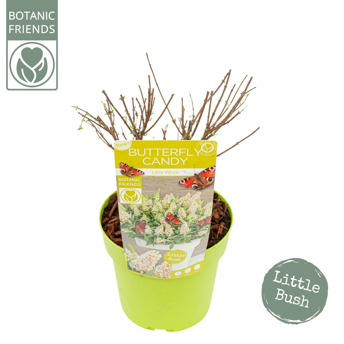 Buddleja davidii BUTTERFLY CANDY LITTLE WHITE — Plant Wholesale FlorAccess