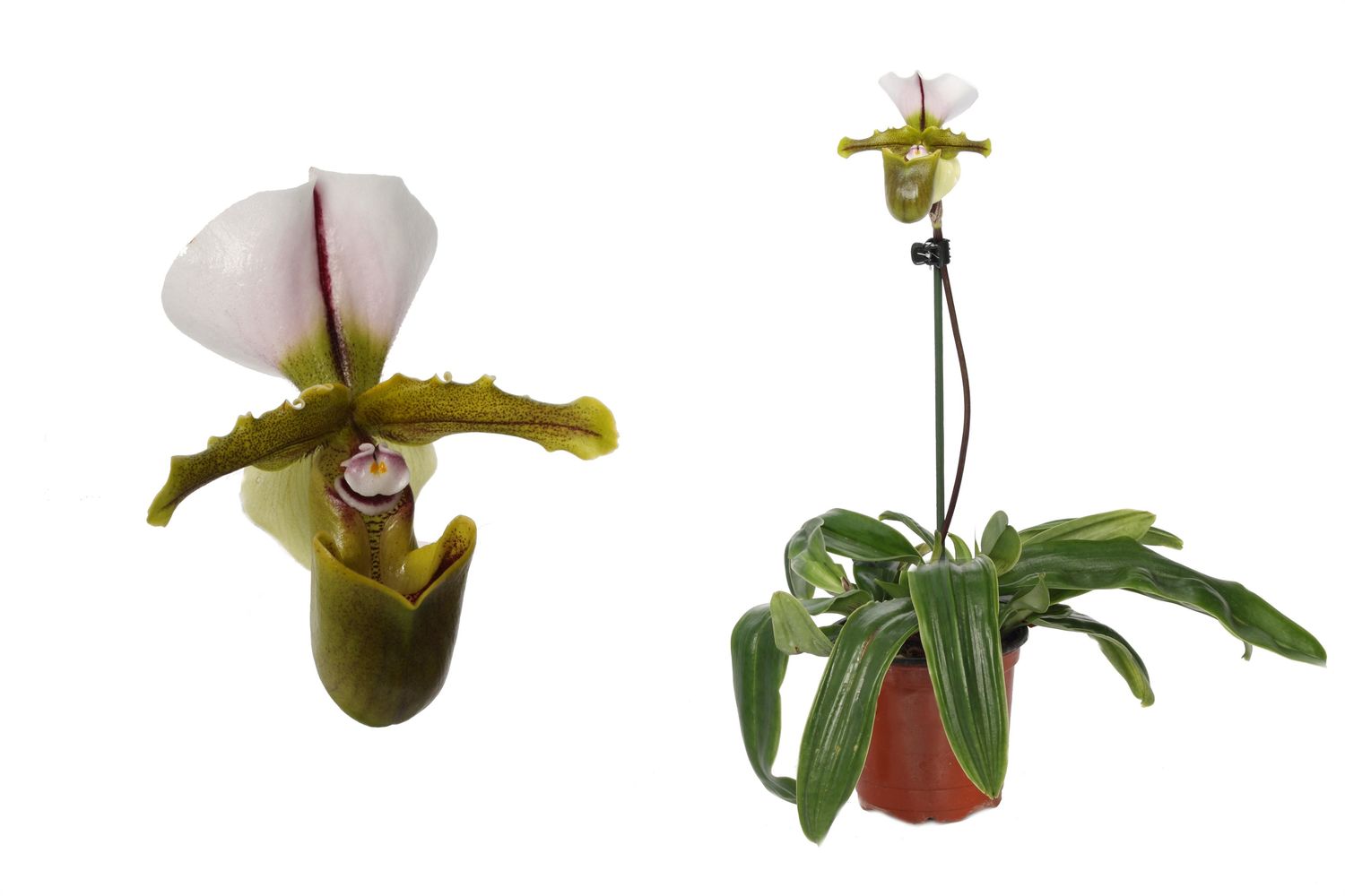 Paphiopedilum 'Milano' — Plant Wholesale FlorAccess