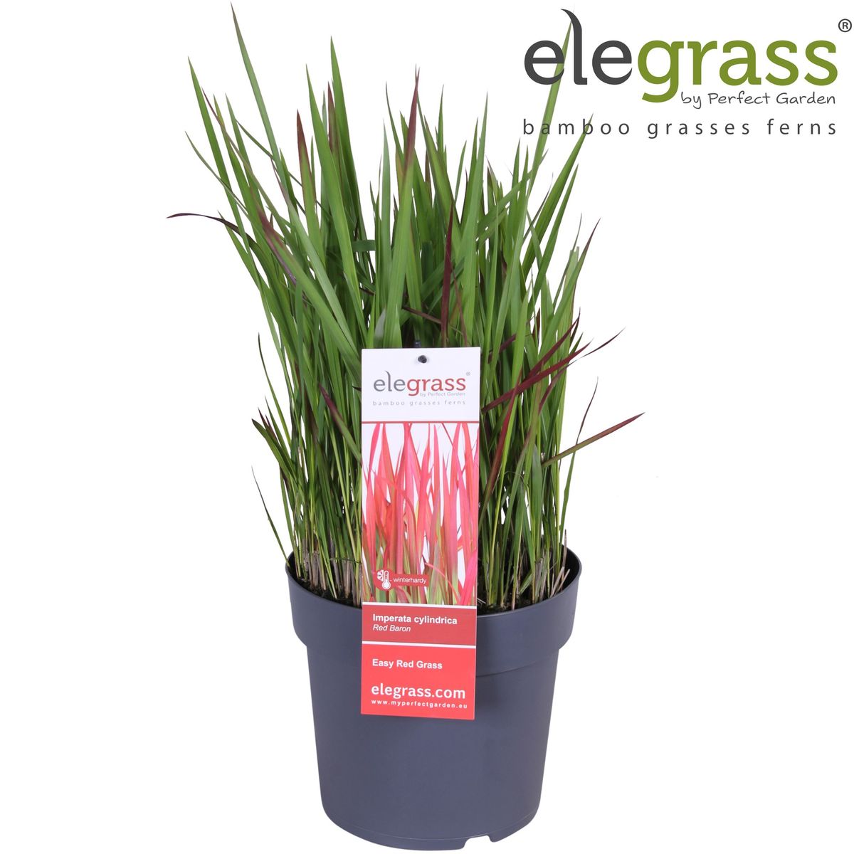 Imperata cylindrica 'Red Baron' — Plant Wholesale FlorAccess
