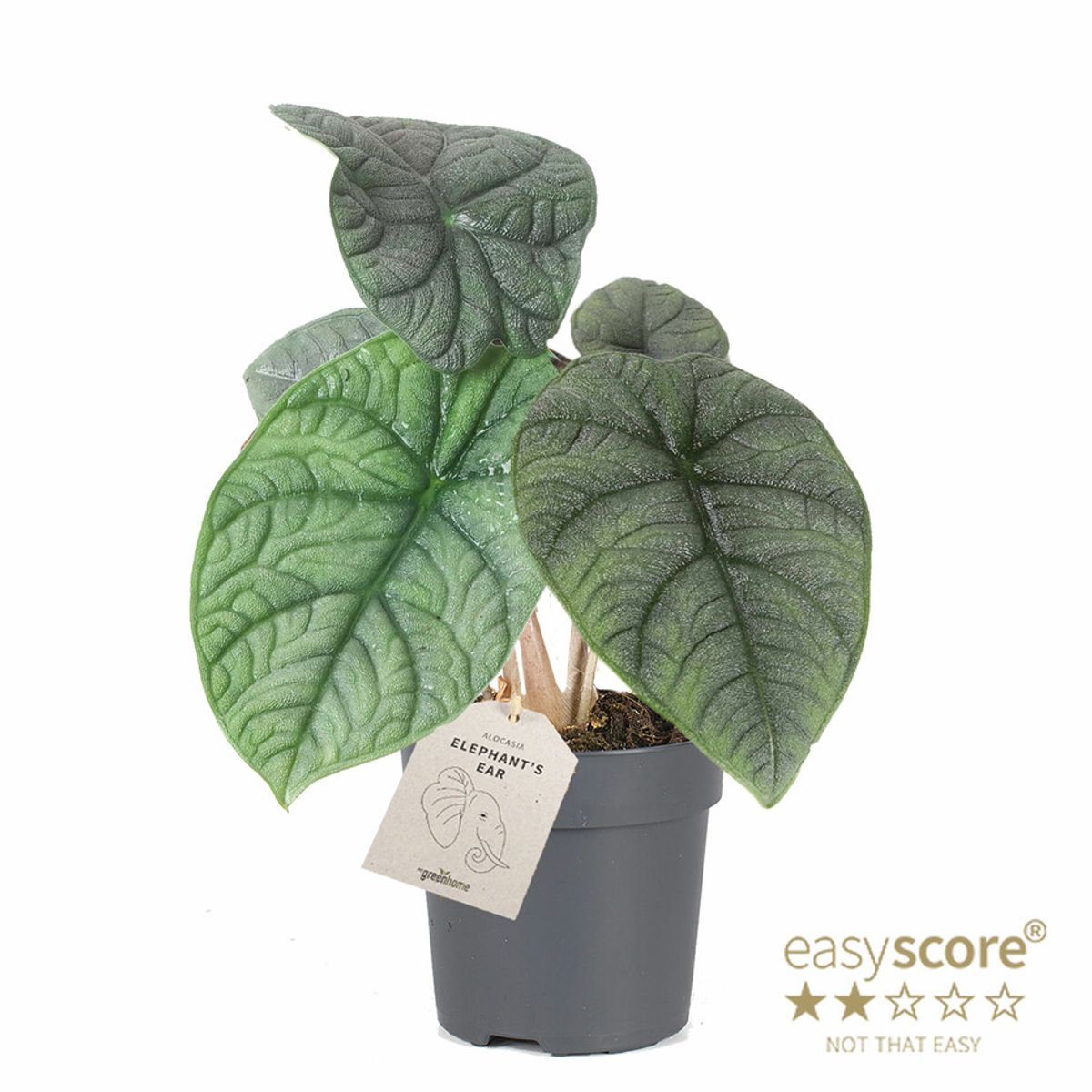 Alocasia melo — Plant Wholesale FlorAccess