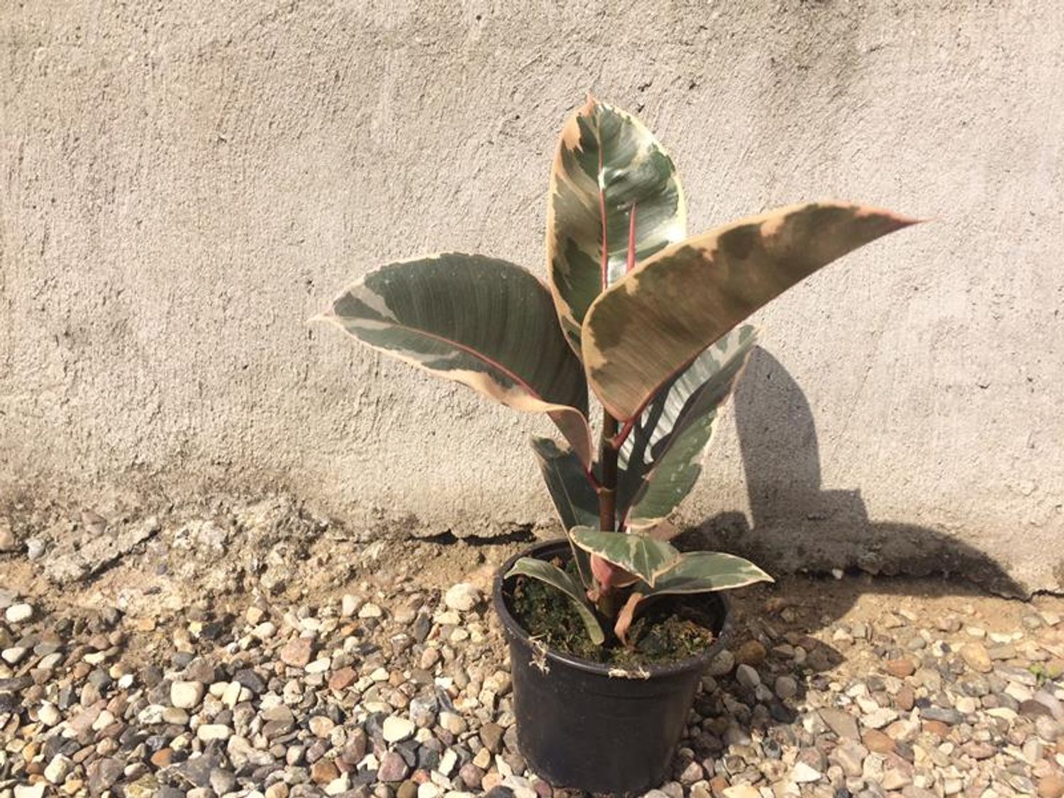 Ficus elastica 'Tineke' — Plant Wholesale FlorAccess
