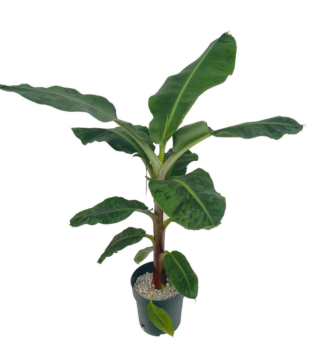 Musa 'Dwarf Cavendish' — Plant Wholesale FlorAccess