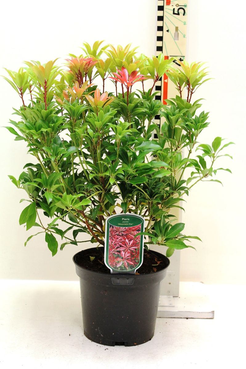Pieris japonica 'Mountain Fire' — Plant Wholesale FlorAccess