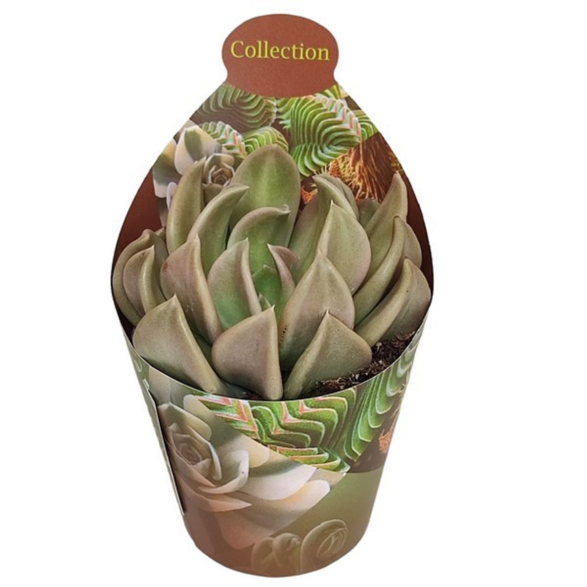 Echeveria 'Nichi' — Plant Wholesale FlorAccess