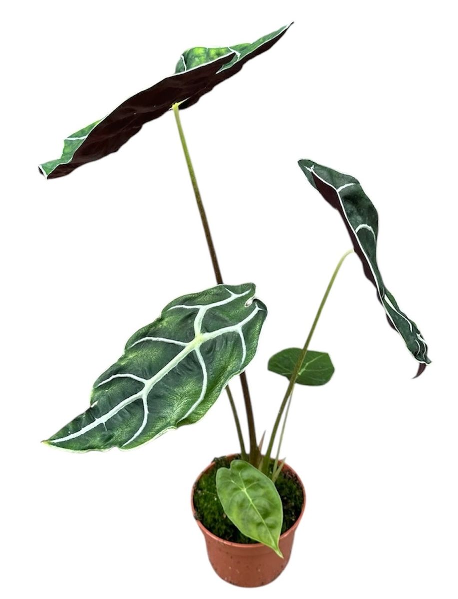 Alocasia 'Watsoniana Big Form' — Plant Wholesale FlorAccess