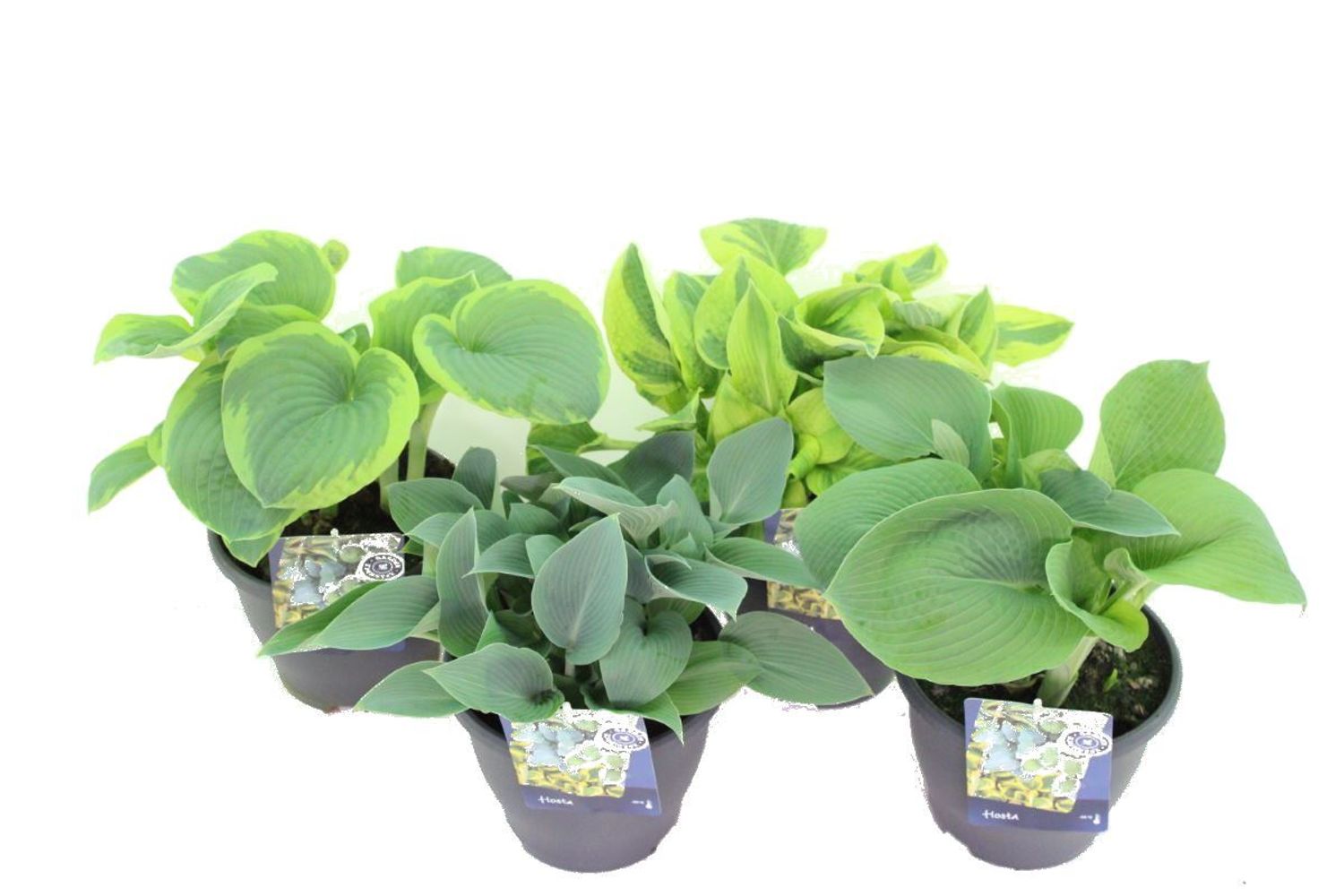 Hosta MIX — Plant Wholesale FlorAccess