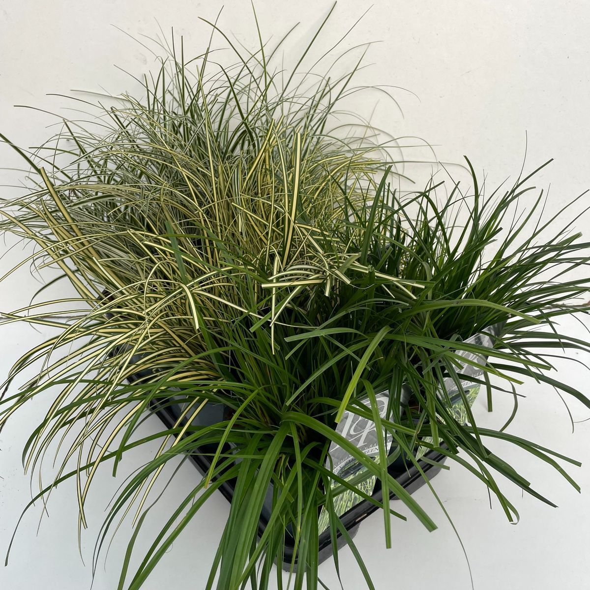 Carex MIX — Plant Wholesale FlorAccess