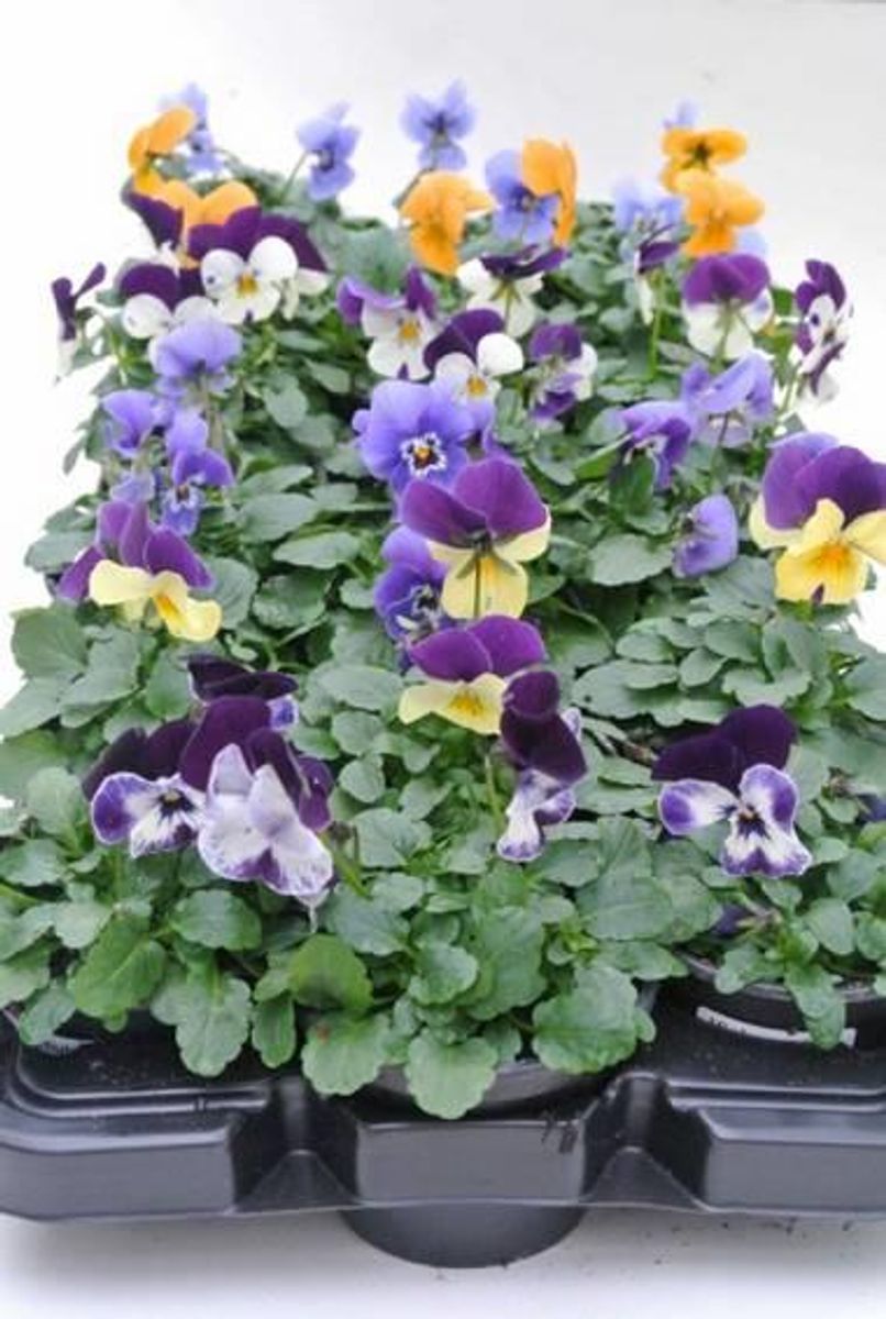 Viola CORNUTA MIX — Plant Wholesale FlorAccess