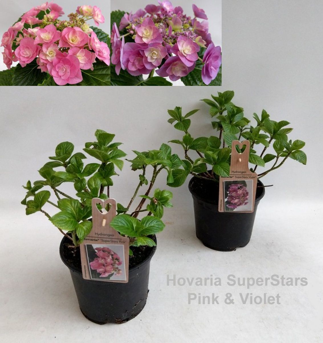 Hydrangea macrophylla HOVARIA MIX — Plant Wholesale FlorAccess