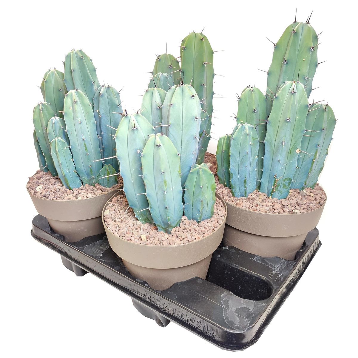 Myrtillocactus geometrizans — Plant Wholesale FlorAccess