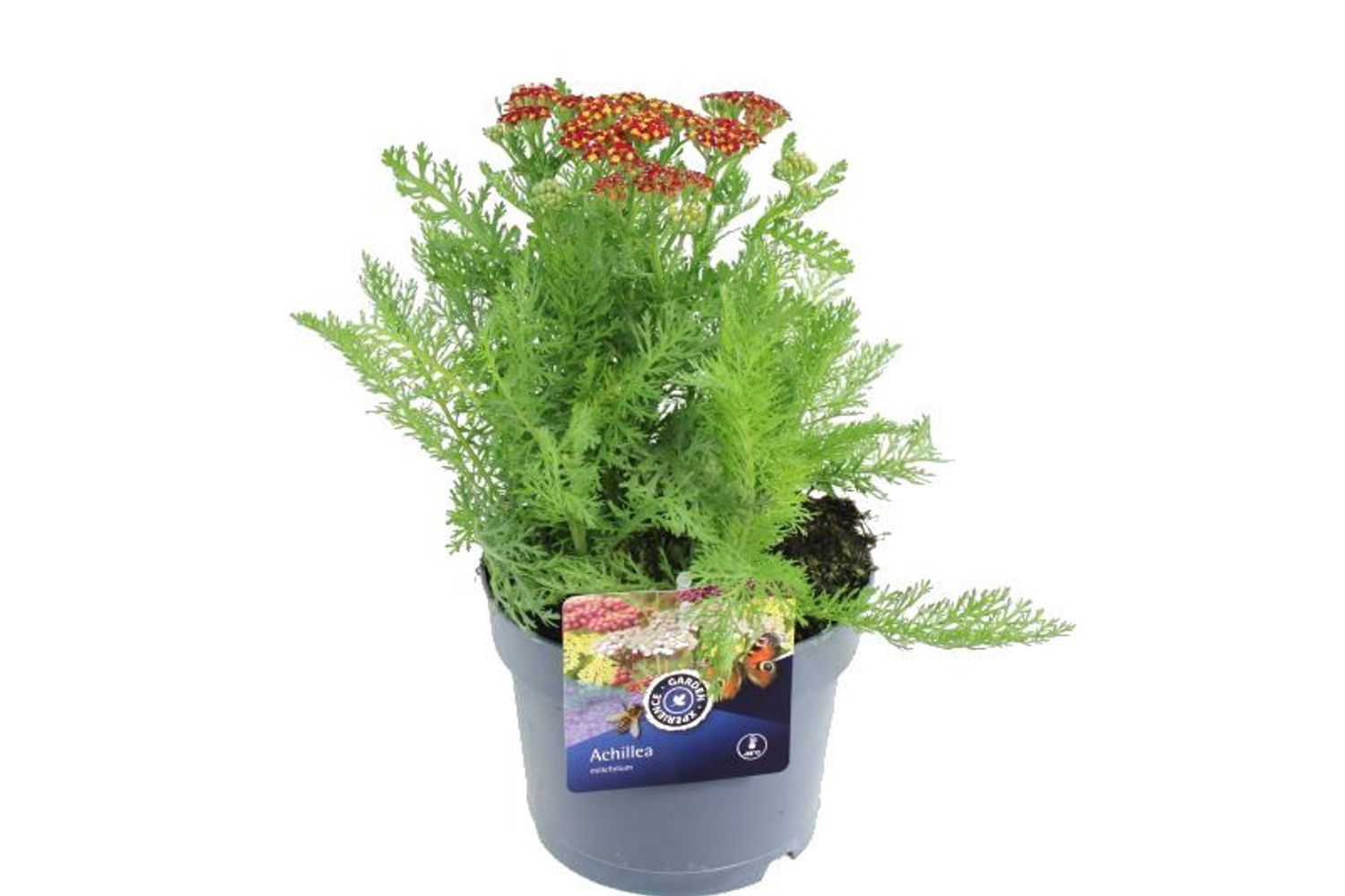 Achillea millefolium MILLY ROCK RED — Plant Wholesale FlorAccess