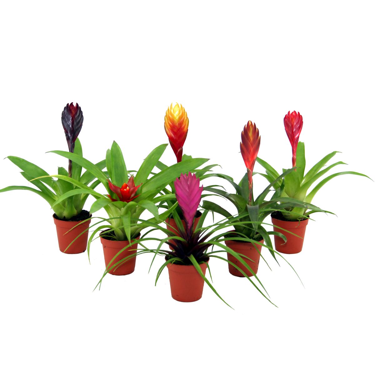 Bromelia MIX — Plant Wholesale FlorAccess