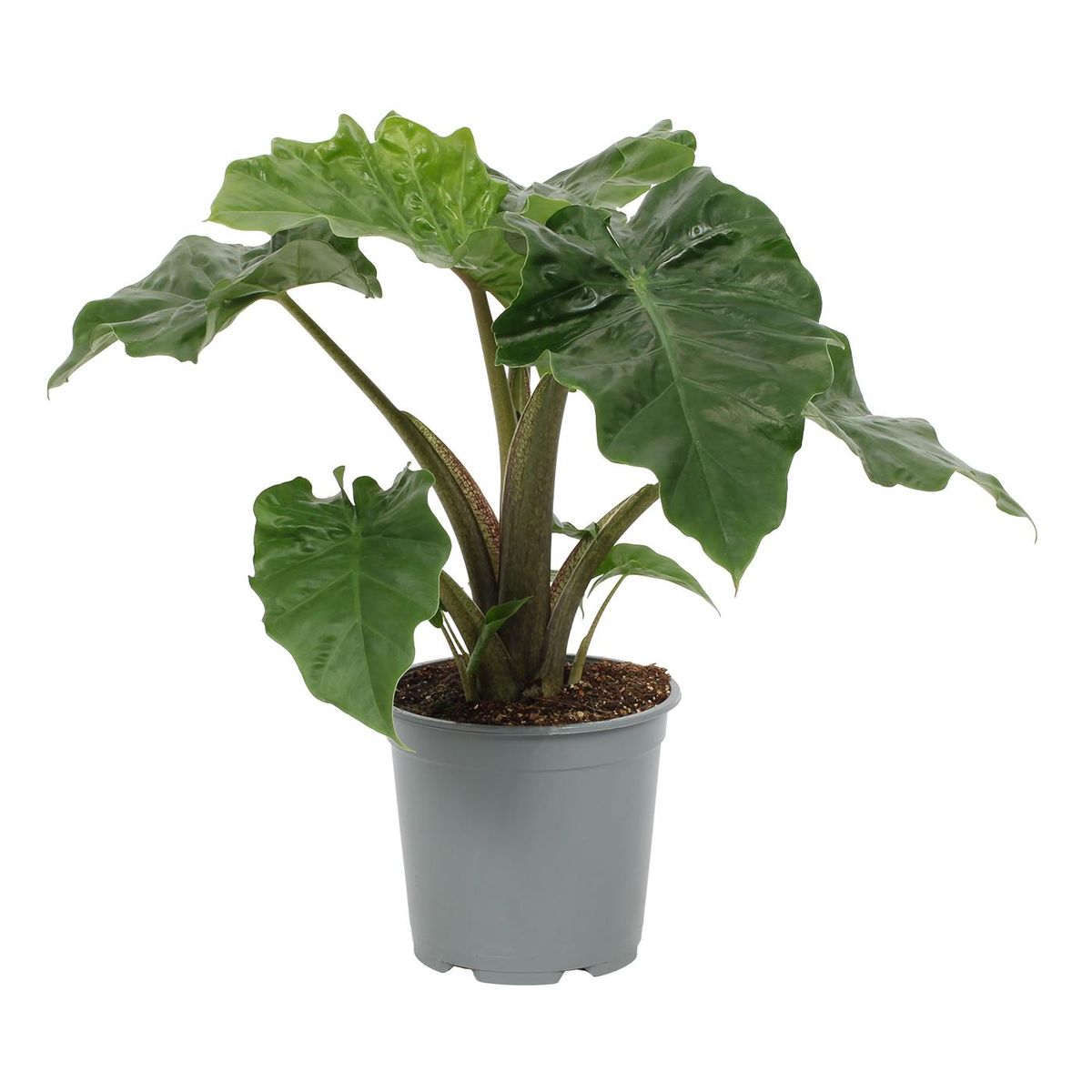 Alocasia 'Low Rider' — Plant Wholesale FlorAccess