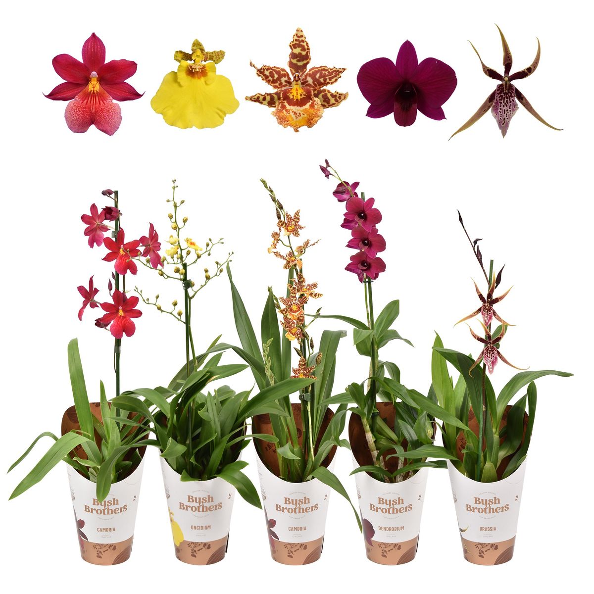 Orchid MIX — Plant Wholesale FlorAccess
