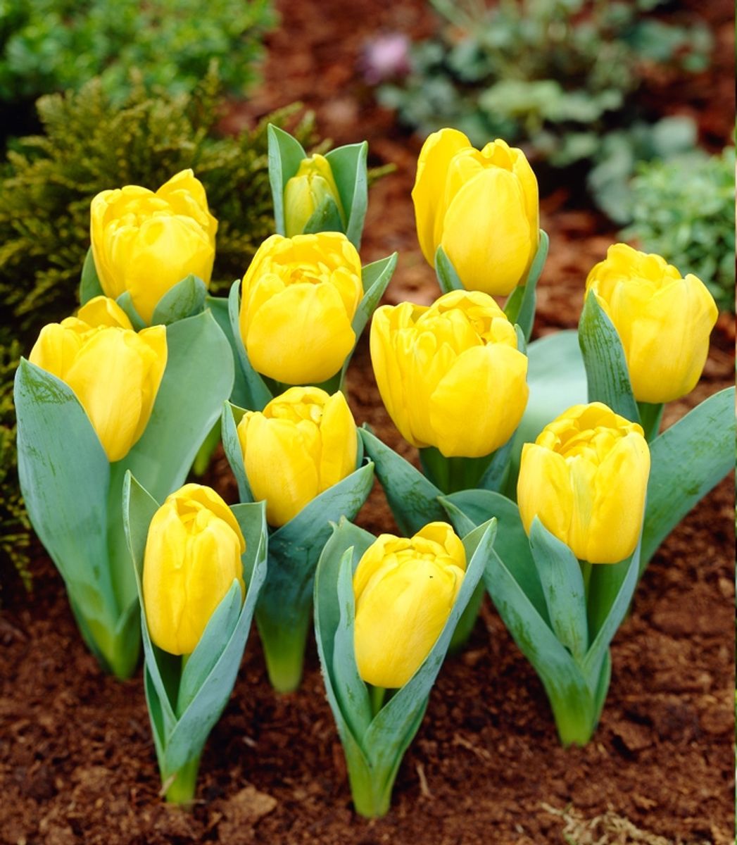 Tulipa 'Flaming Baby' — Plant Wholesale FlorAccess