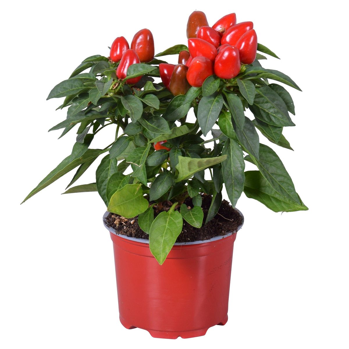 Capsicum annuum 'Samba Red' — Plant Wholesale FlorAccess