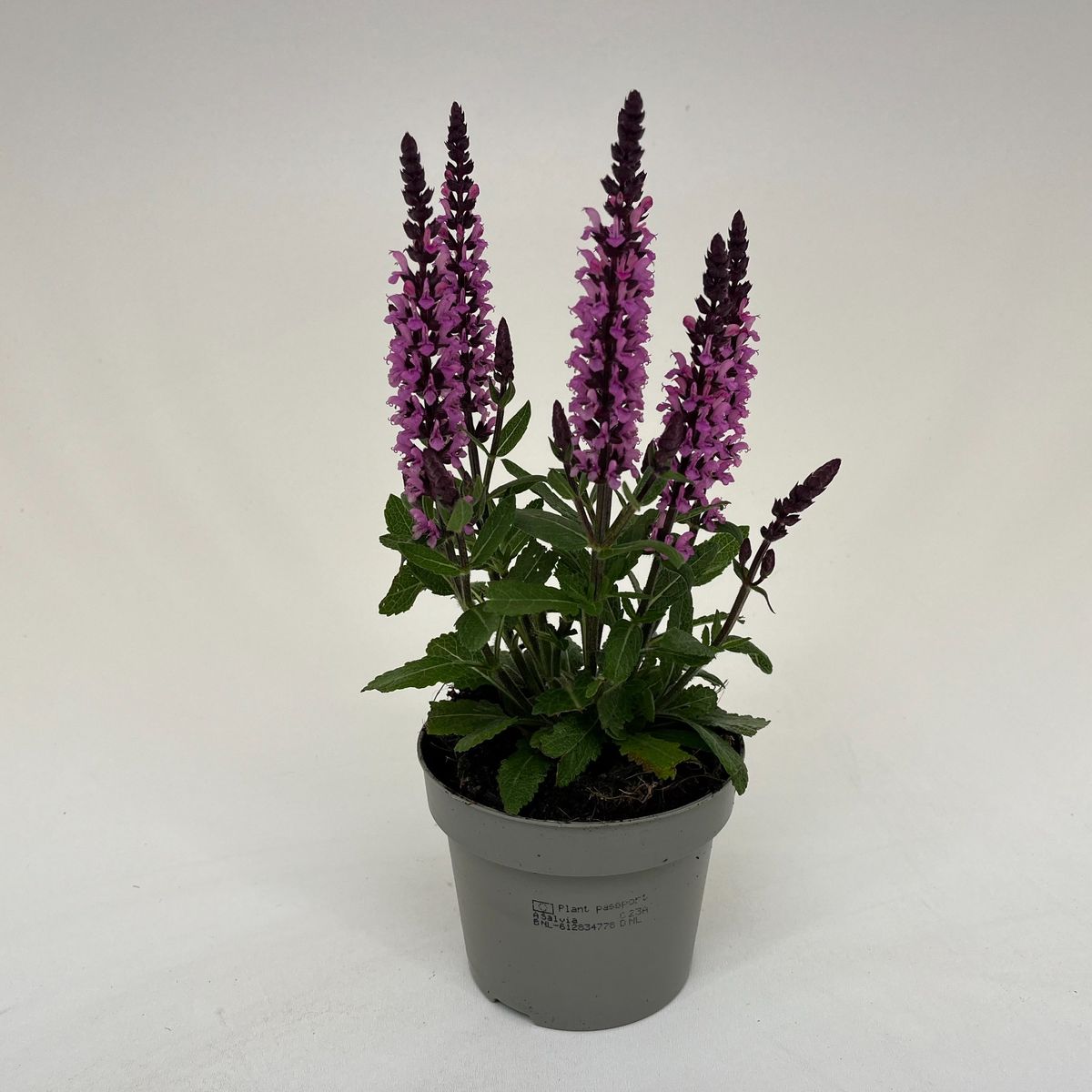 Salvia nemorosa SENSATION DEEP ROSE — Plant Wholesale FlorAccess