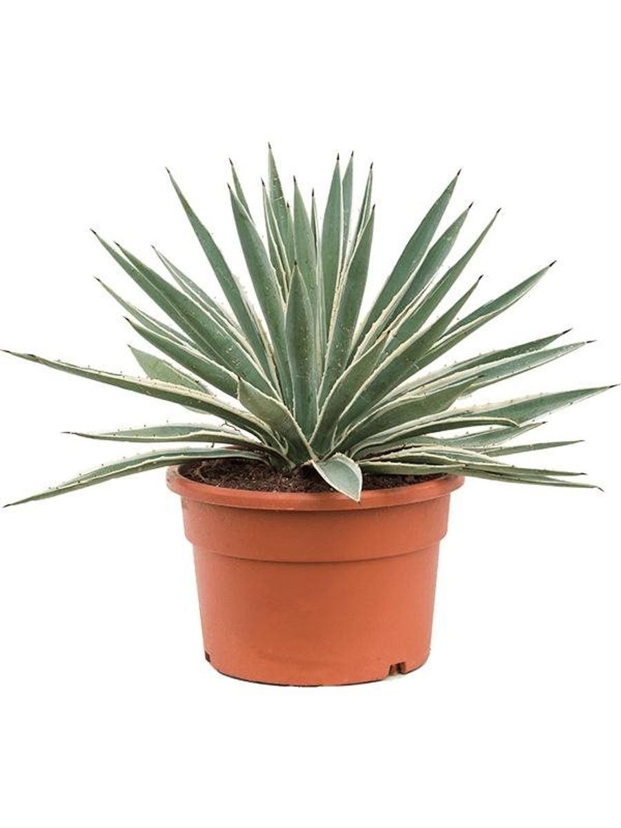 Agave angustifolia — Plant Wholesale FlorAccess