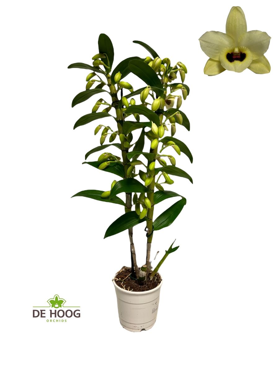 Dendrobium nobile SONGBIRD — Plant Wholesale FlorAccess