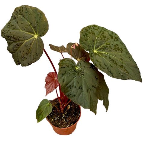Begonia pavonina — Plant Wholesale FlorAccess