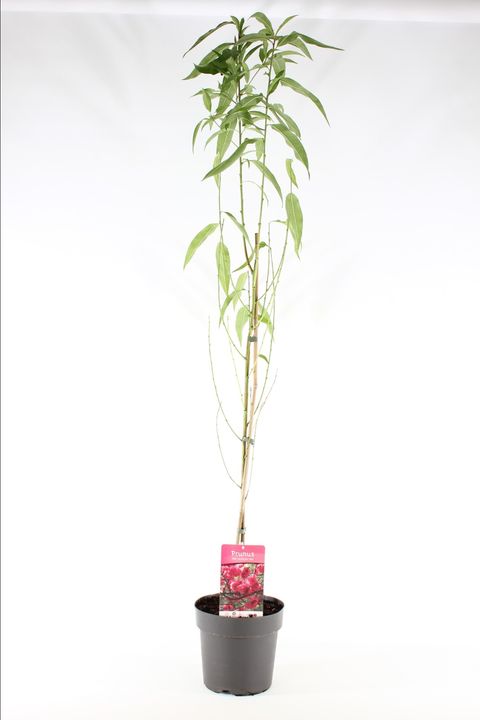 Prunus persica TAOFLORA RED — Plant Wholesale FlorAccess