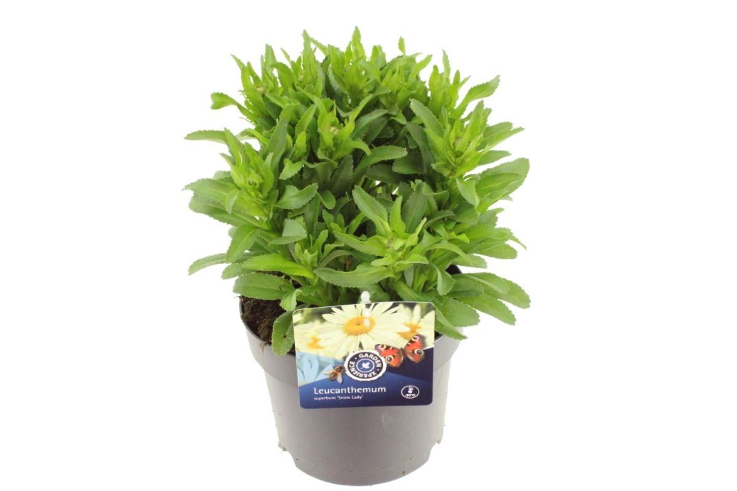 Leucanthemum x superbum 'Snow Lady' — Plant Wholesale FlorAccess