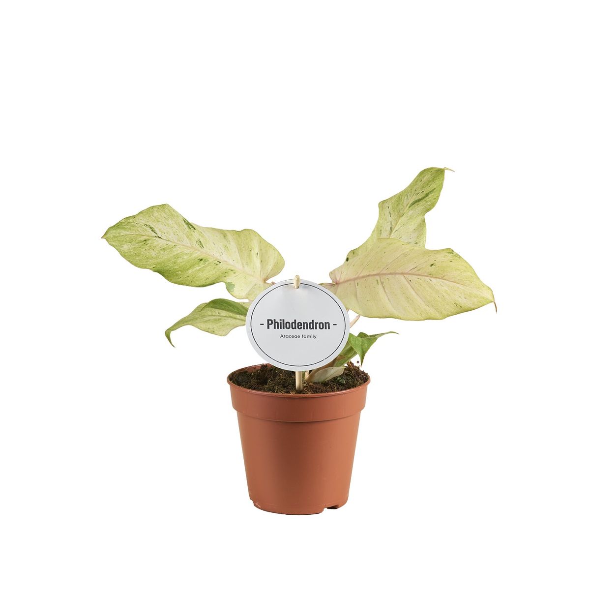 Philodendron 'Snowdrift' — Plant Wholesale FlorAccess