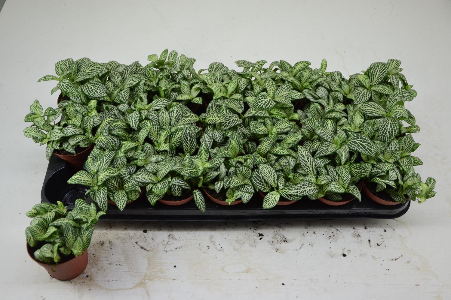 Fittonia MOSAIC ICE QUEEN — Plant Wholesale FlorAccess