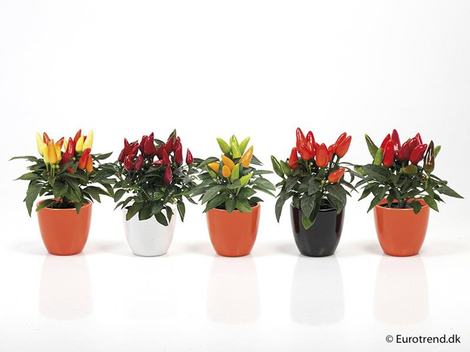 Capsicum annuum SALSA MIX — Plant Wholesale FlorAccess